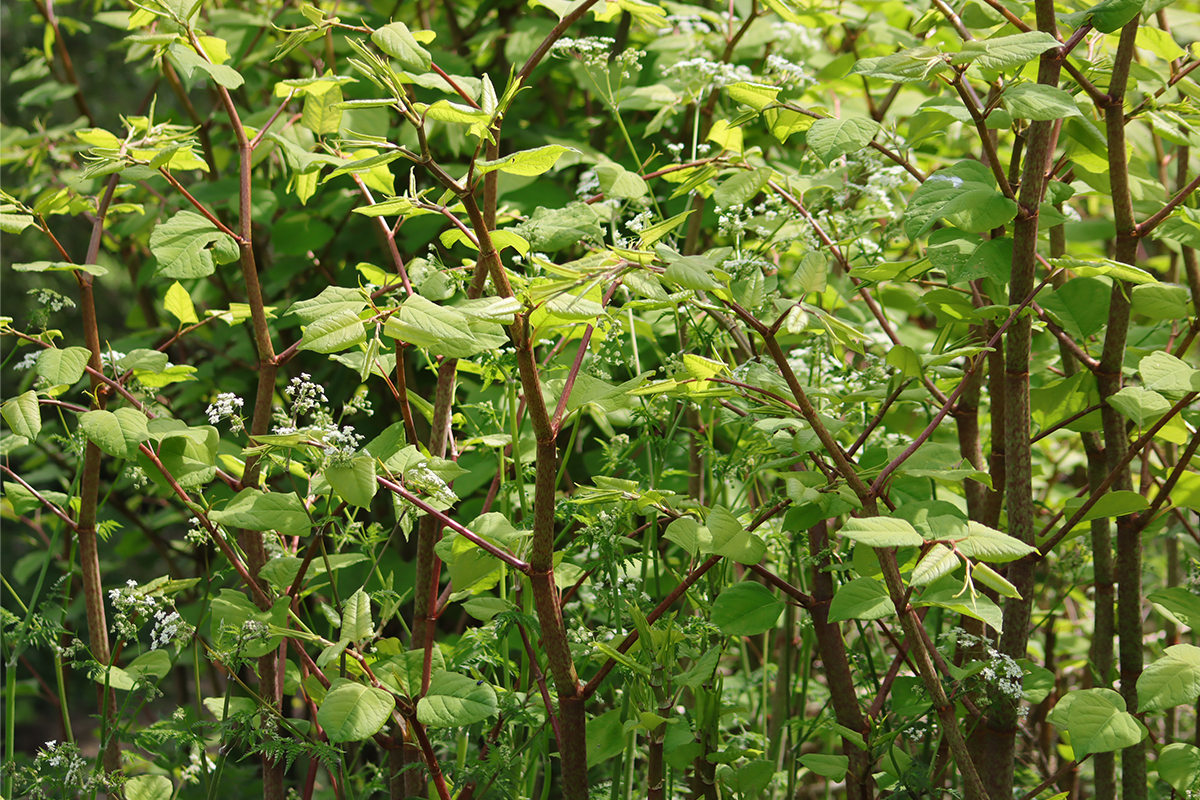 Japanese Knotweed disputes: When invasive plants trigger legal claims ...